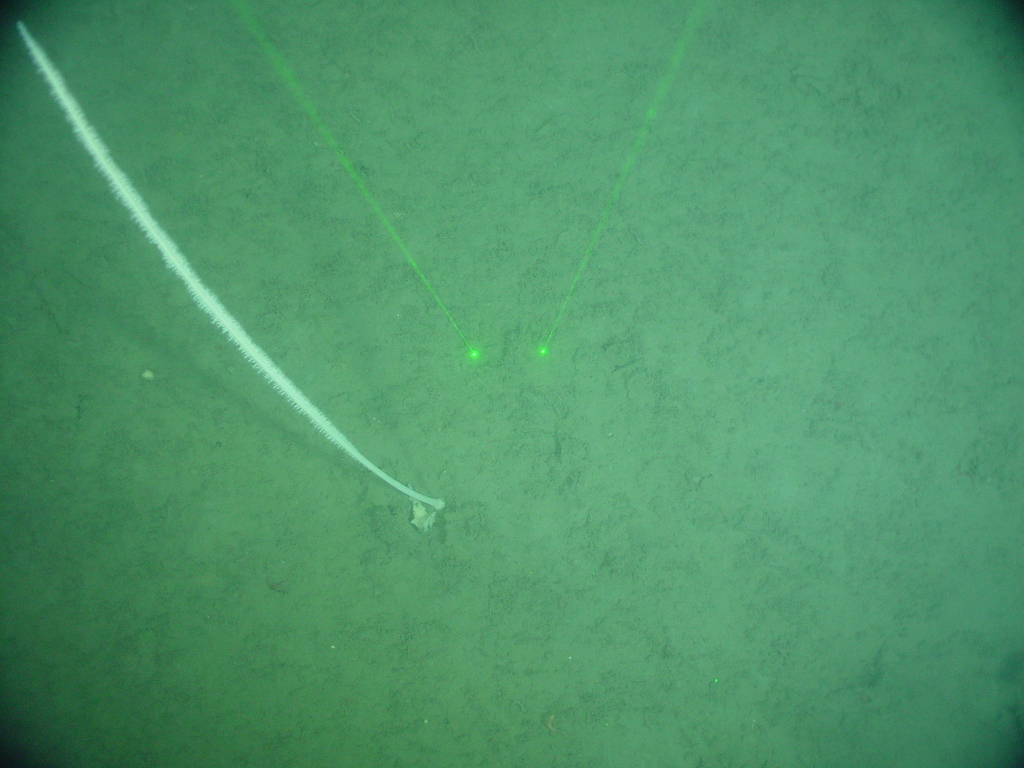 Balticina willemoesi from Metro Vancouver, BC, Canada on October 1 ...