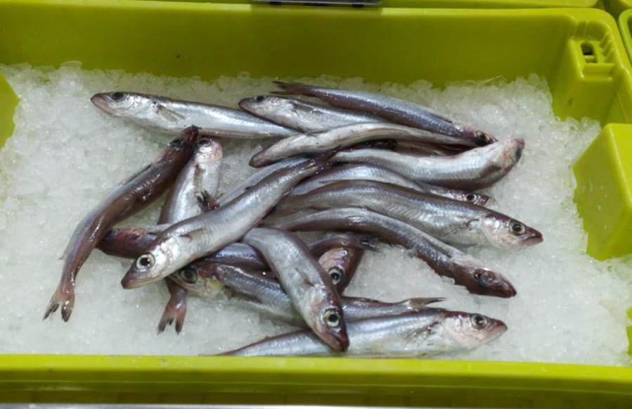 Blue Whiting (Micromesistius poutassou) - Marine Life Identification