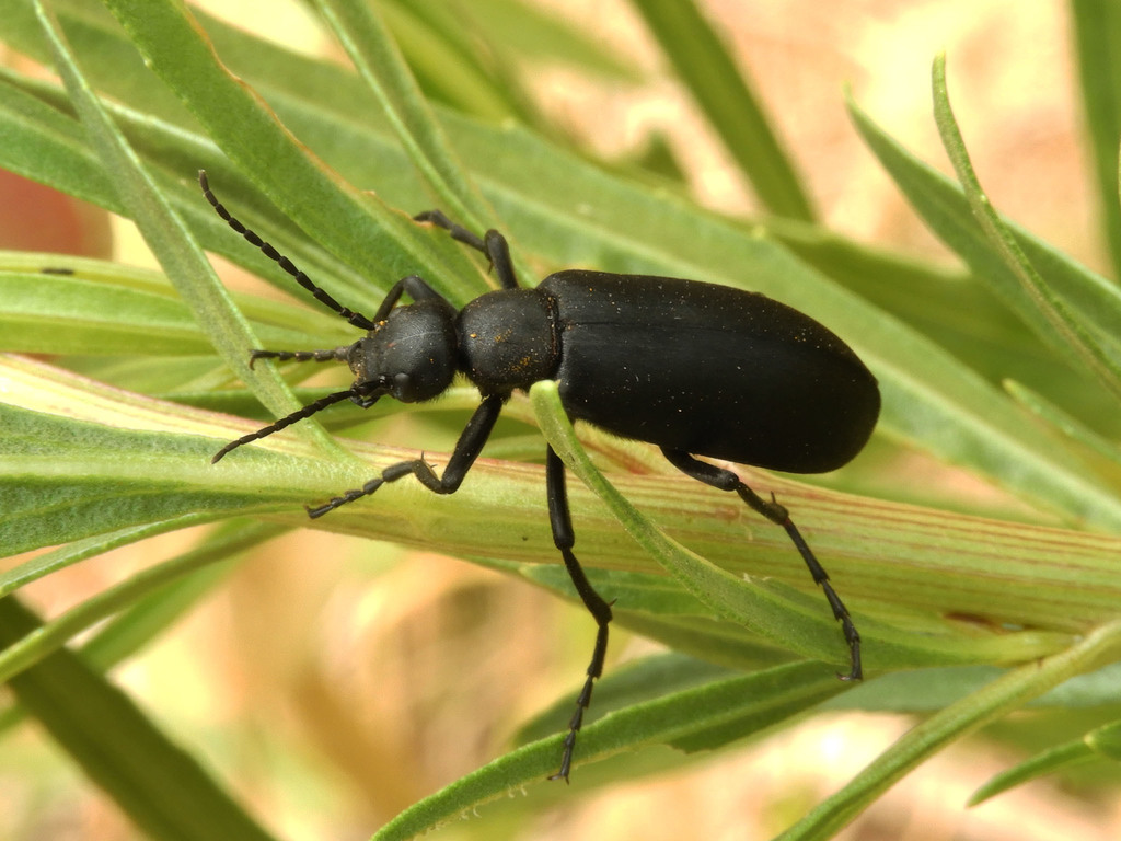 Black Blister Beetle from Agua Fria National Monument, Arizona on ...