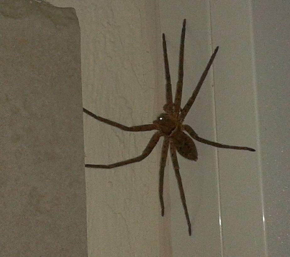 Pantropical Huntsman Spider from Calle 27 Oeste Santo Domingo República ...