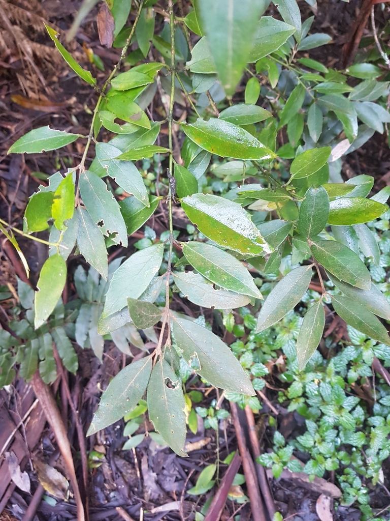 Southern Sassafras from Sherbrooke VIC 3789, Australia on September 18 ...