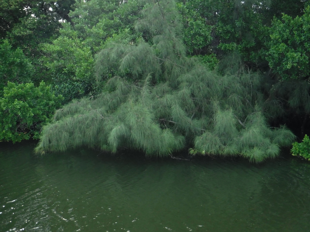 Swamp sheoak from Longboat Key, FL, USA on September 16, 2020 at 05:21 ...