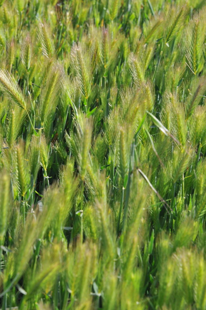 hare barley (Plants of Devil's Gulch, Samuel P. Taylor State Park ...