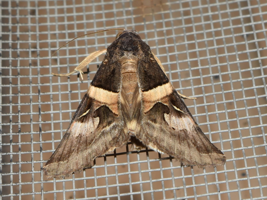 Indomitable Graphic Moth from Residencial Floresta, Irapuato, Gto ...