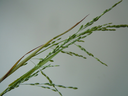 panic veldt grass (Plants of Devil's Gulch, Samuel P. Taylor State Park ...