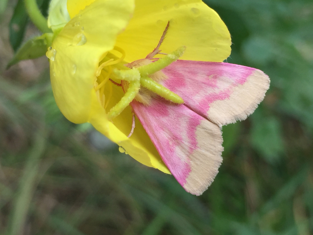 Primrose Moth (Faune de Lac du Cœur, Laurentides | Fauna of Lac du Cœur ...