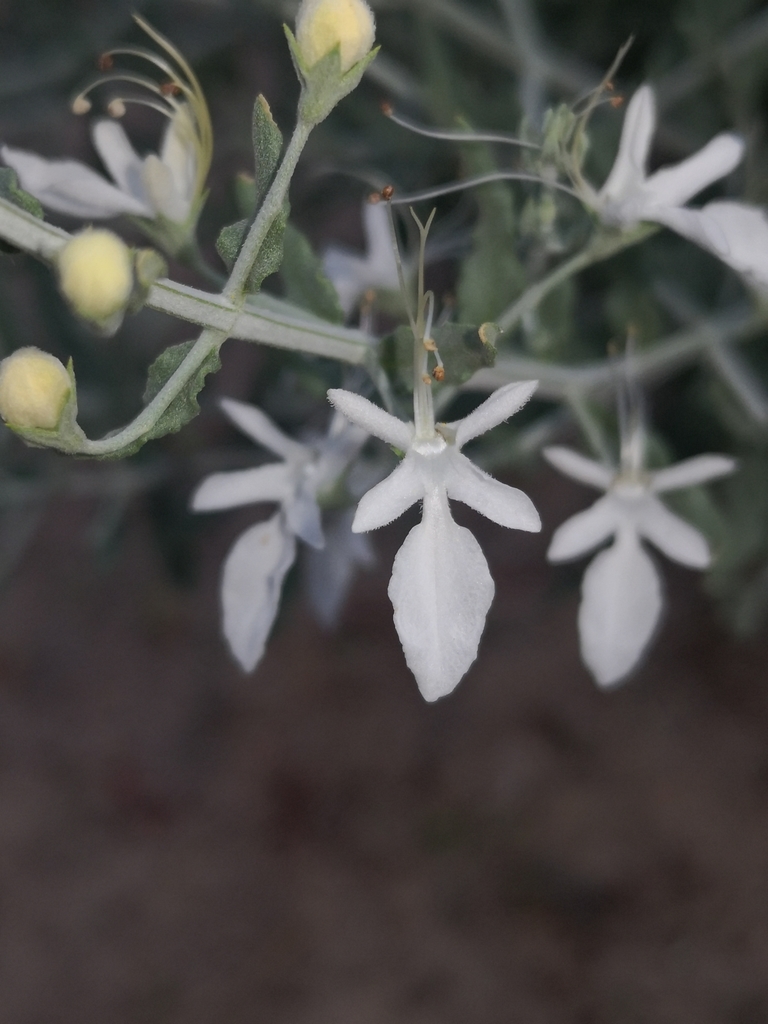 Grey Germander (Rare plants of Darebin Council) · iNaturalist
