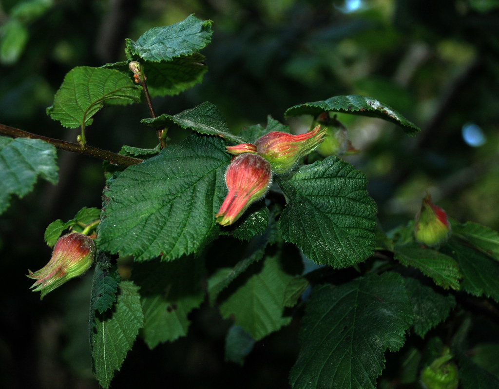 California hazelnut (Bear Valley Trail, Point Reyes National Seashore ...
