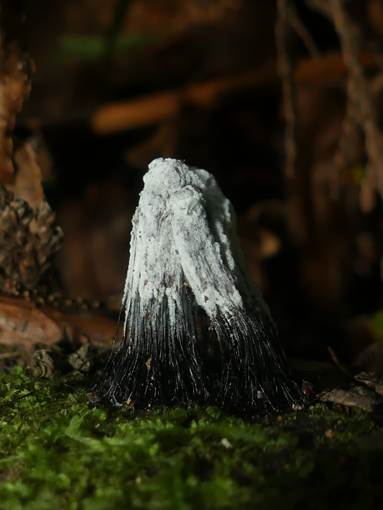 Hypocreales from Bridle Trails, Kirkland, WA, USA on August 10, 2020 at ...