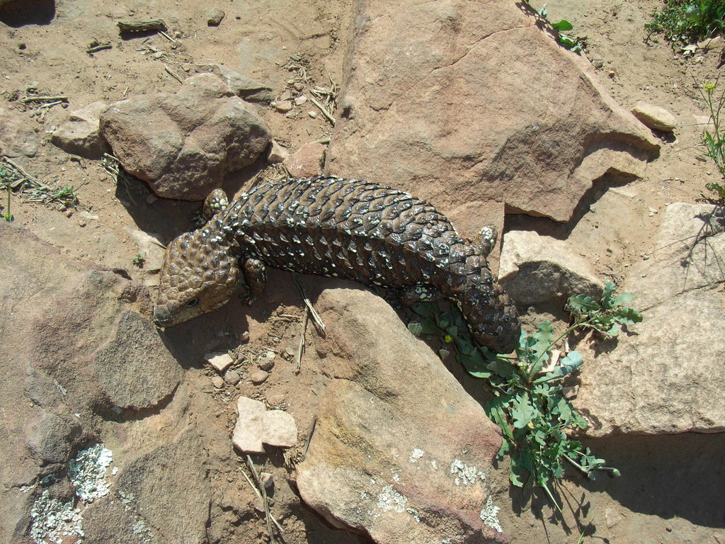 Eastern Shingleback Lizard from Yourambulla Caves, Hawker SA 5434 ...