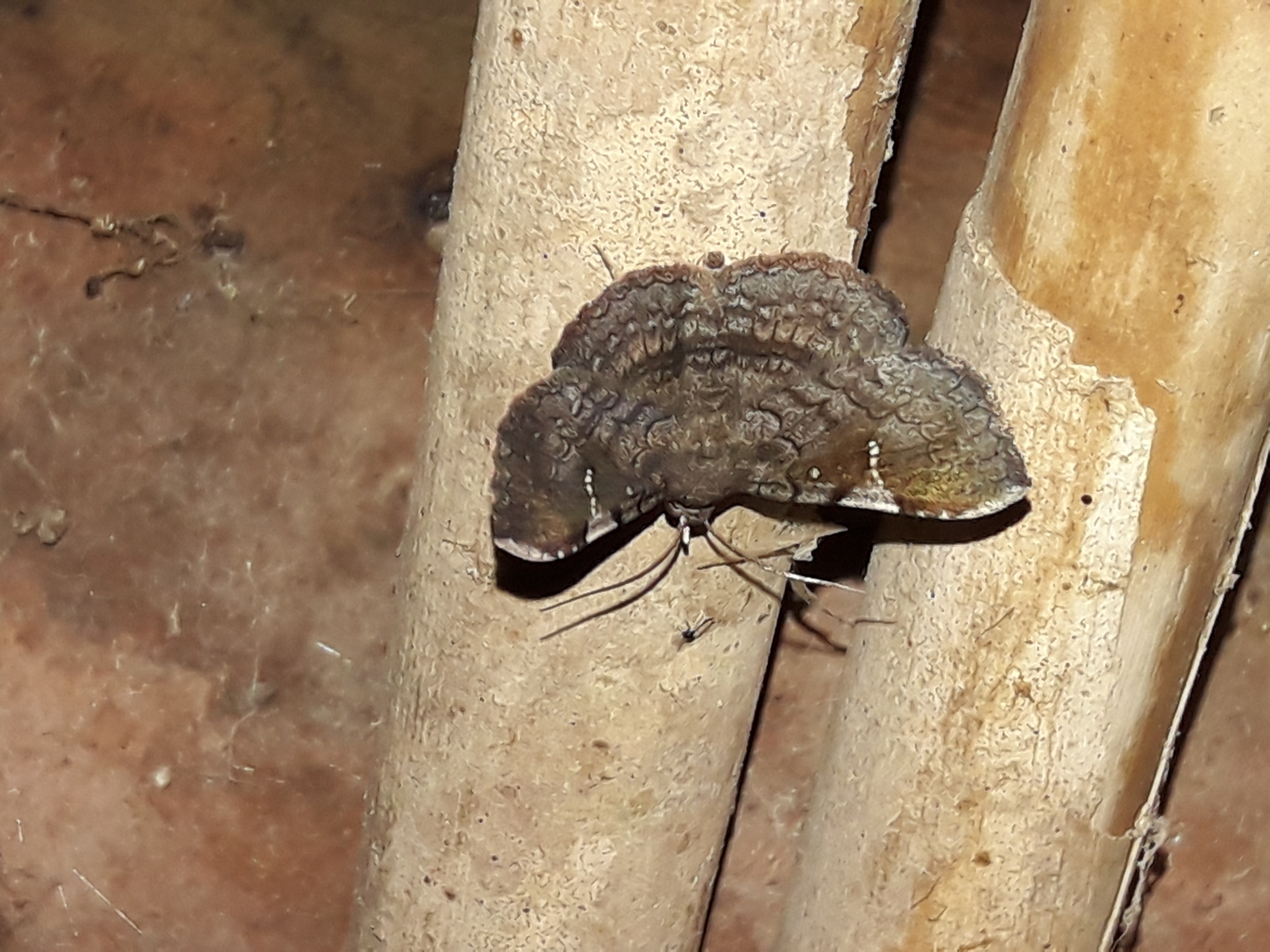 Azeta repugnalis Hübner, 1825