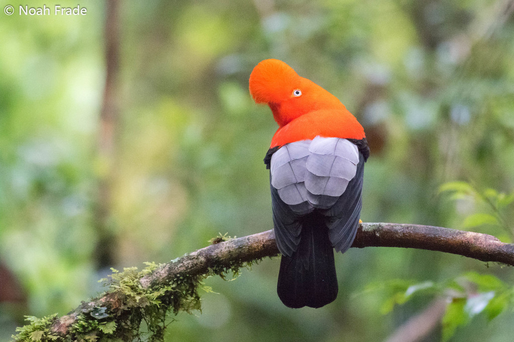 Cocks-of-the-rock (Rupicola) - Avian Discovery