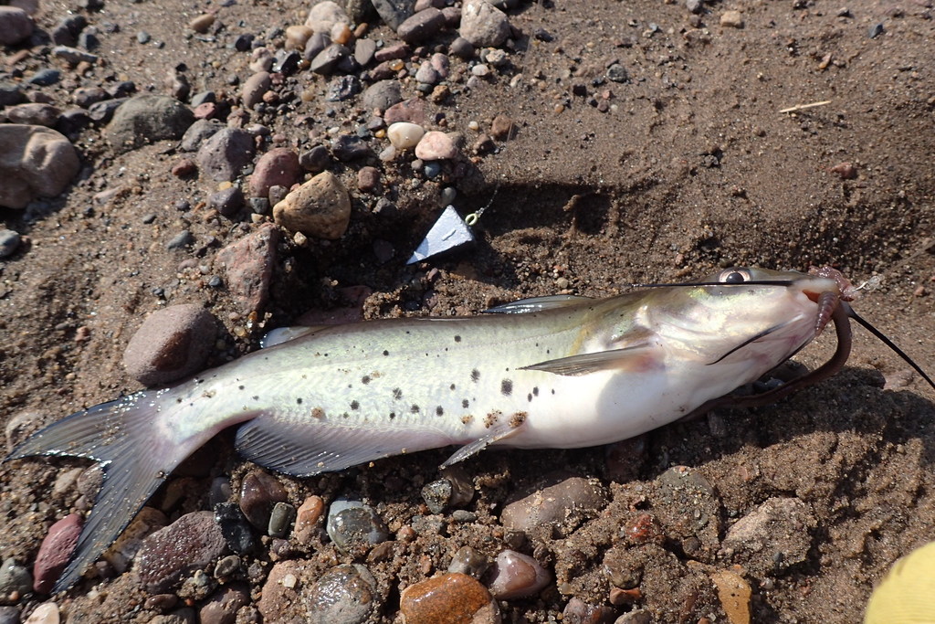 Channel Catfish from Dunn County, WI, USA on August 02, 2017 at 08:29 ...