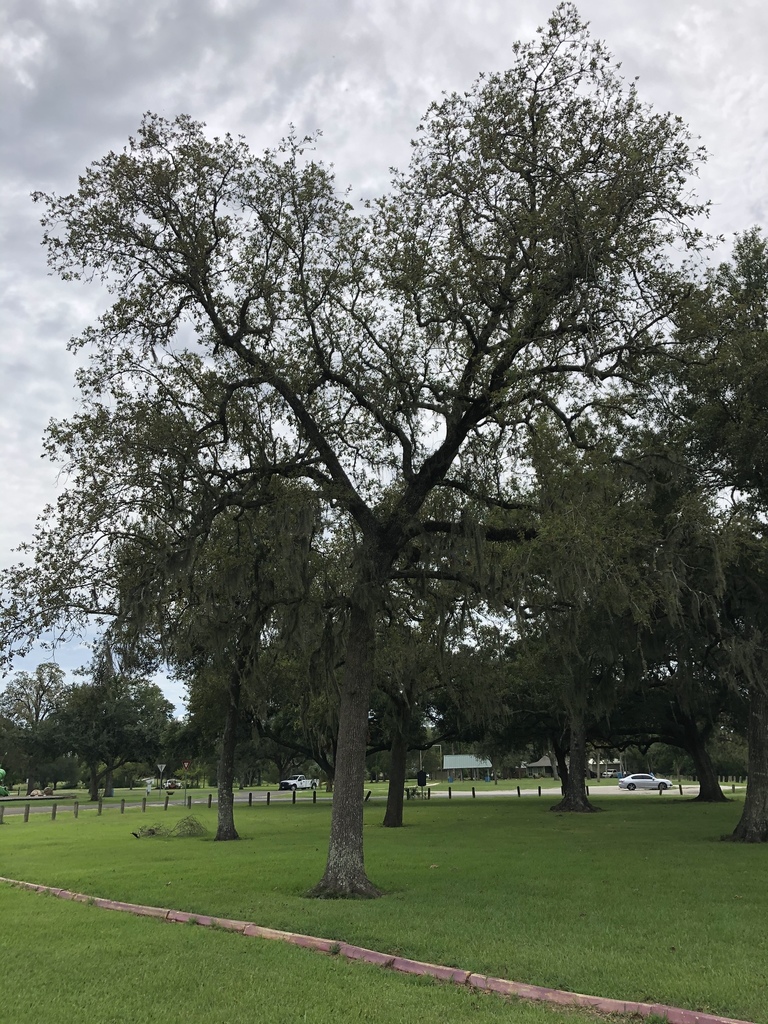 Bottomland Post Oak from Anahuac, TX 77514, USA on September 17, 2020 ...