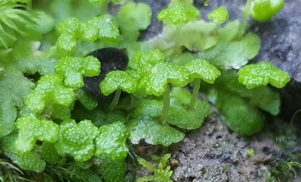 Asterella tenera from Glentui, New Zealand on September 18, 2020 at 03: ...