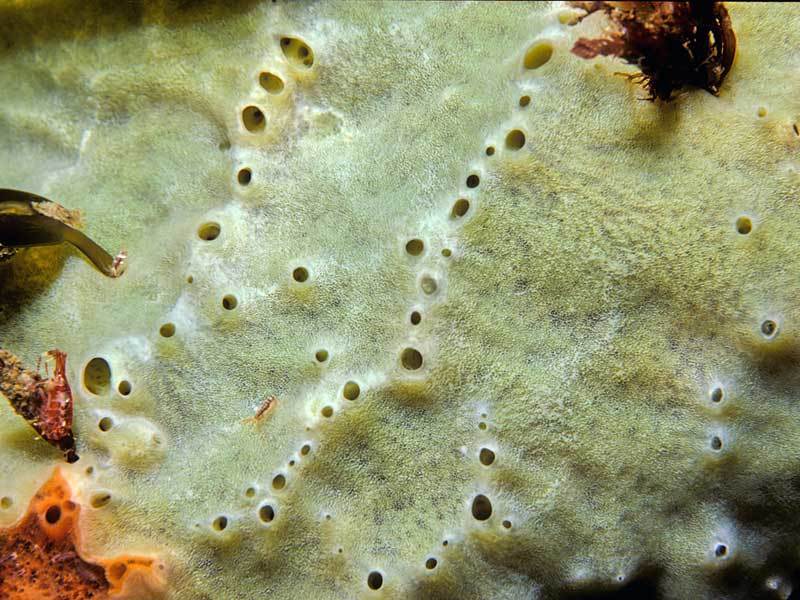 Halichondria