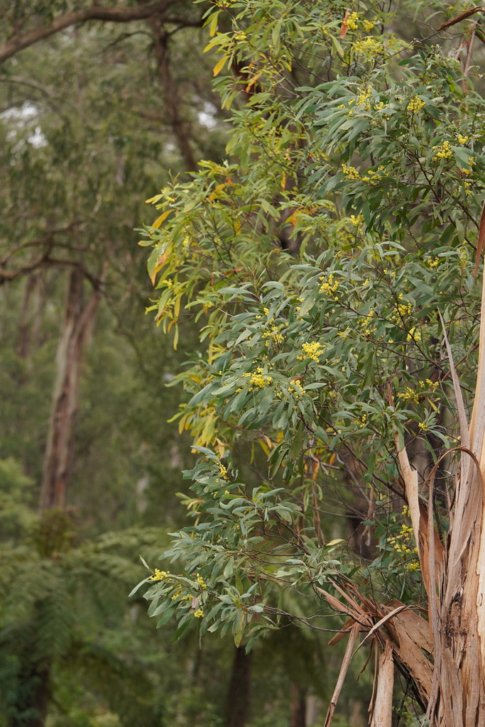 Mountain Hickory Wattle (Acacia obliquinervia) - Botanical Realm