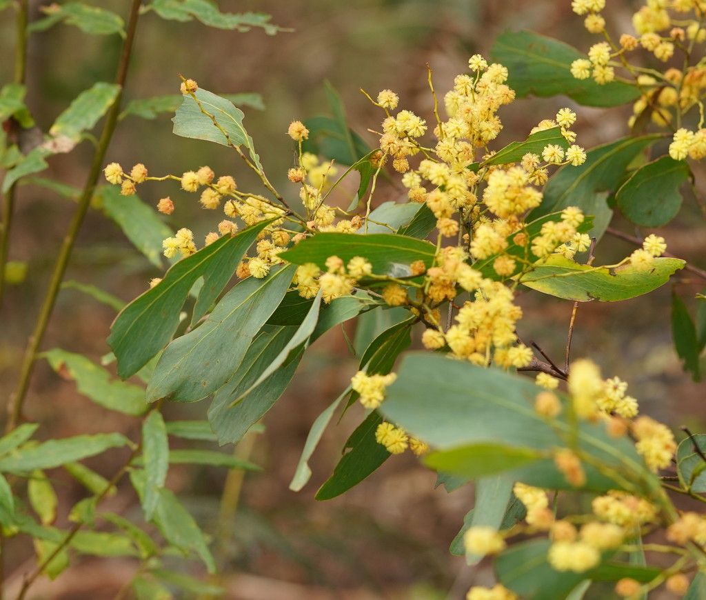 Mountain Hickory Wattle (Acacia obliquinervia) - Botanical Realm