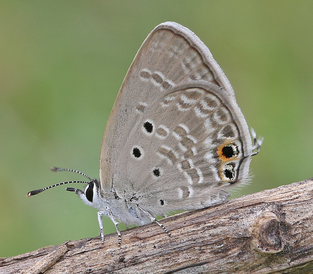 Small Cupid (Butterflies of Mulund 2019-2023) · iNaturalist