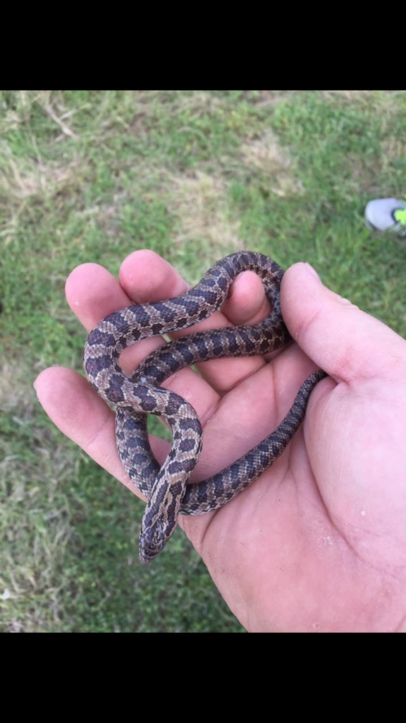 Prairie Kingsnake from 76689, Valley Mills, TX, US on July 17, 2017 at ...