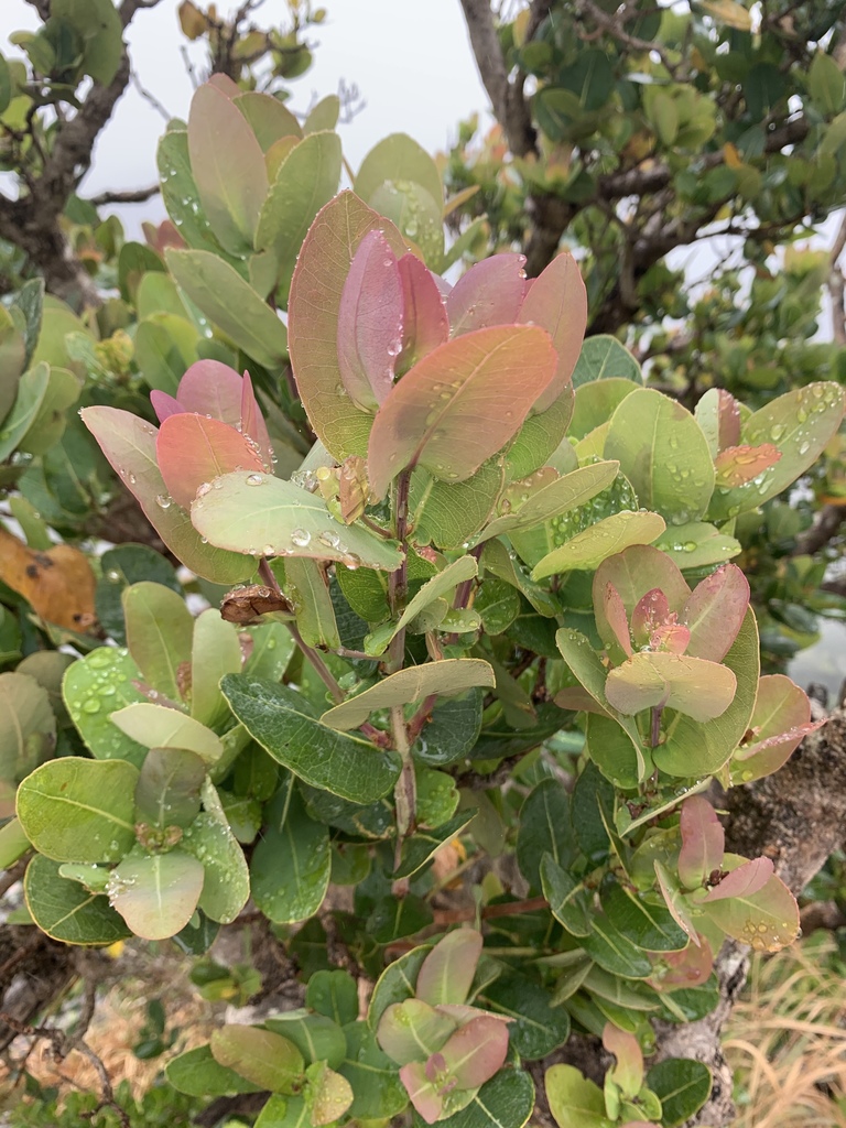Common Waterberry from KZN, ZA on September 11, 2020 at 12:23 PM by ...