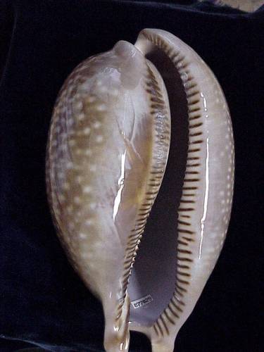 atlantic deer cowrie (Seashells of Hilton Head Island) · iNaturalist