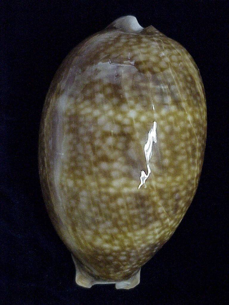 atlantic deer cowrie (Seashells of Hilton Head Island) · iNaturalist