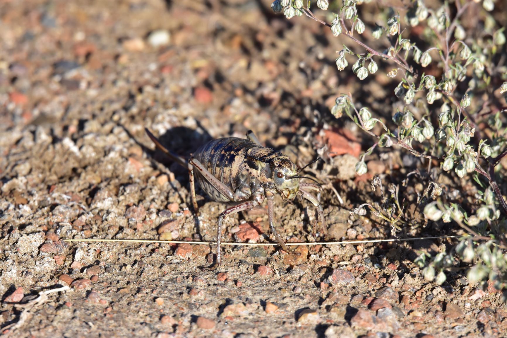 Deracantha Fischer von Waldheim, 1833