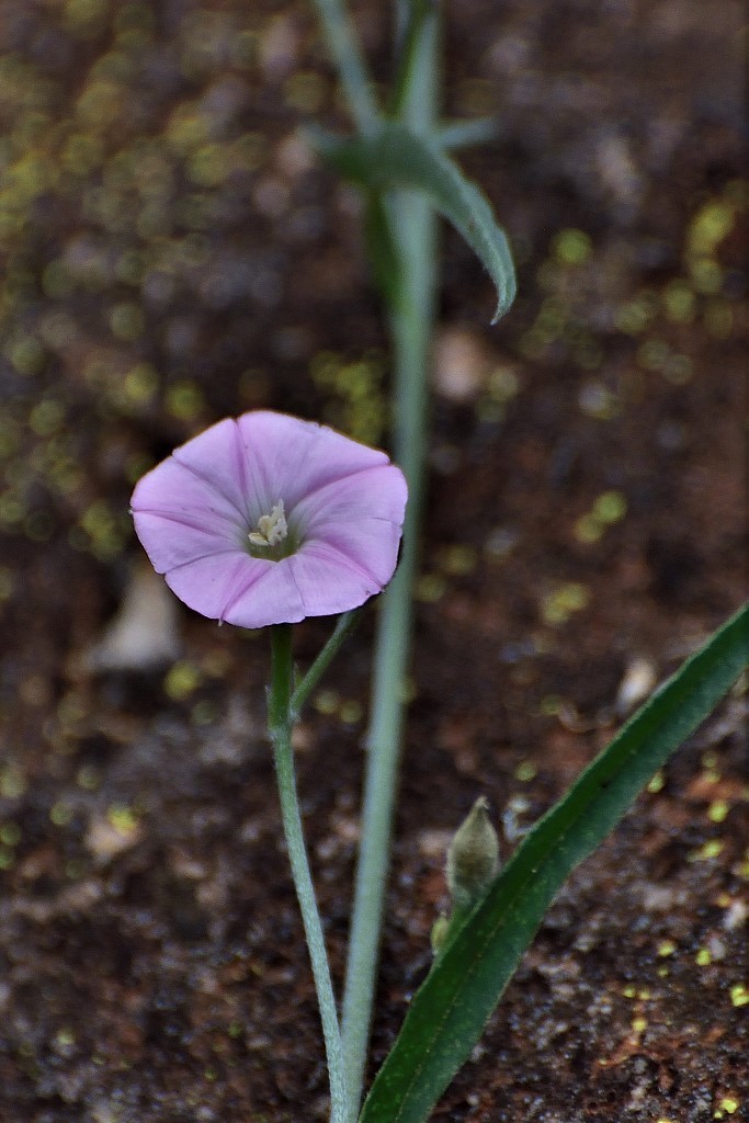 Australian bindweed from Mt Grenfell Trail, Cubba NSW 2835, Australia ...