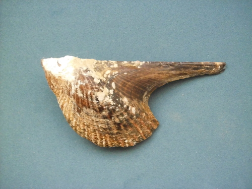 Atlantic Winged Oyster (Seashells of Hilton Head Island) · iNaturalist
