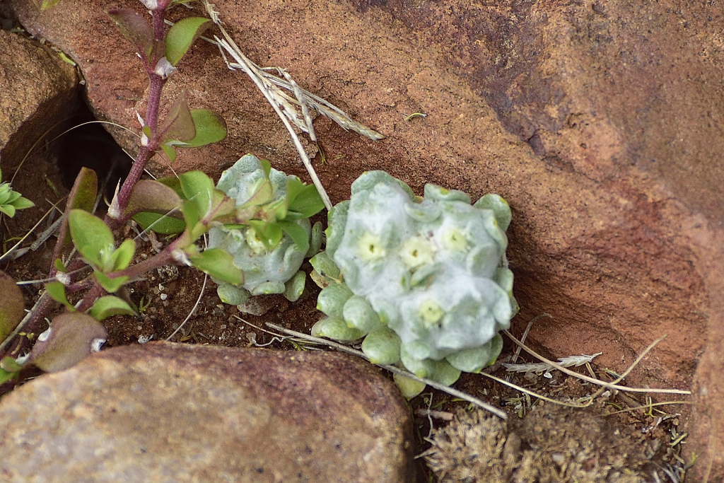 flannel cudweed from Mt Grenfell Trail, Cubba NSW 2835, Australia on ...