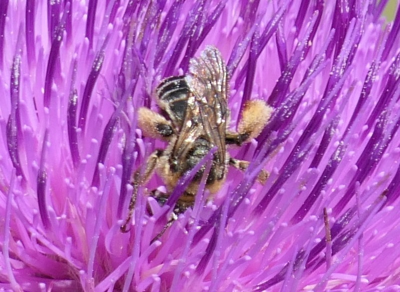 Melissodes communis communis from Orlando Wetlands Park, Orange County ...
