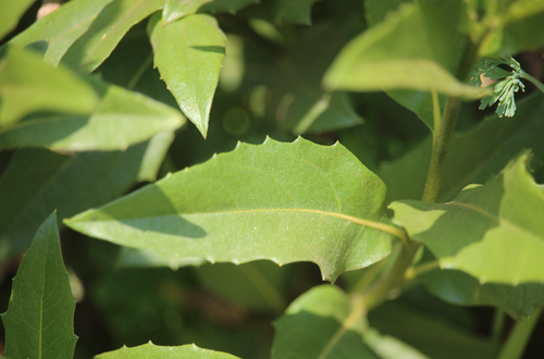 Flourensia thurifera (Flora cuarta región) · iNaturalist