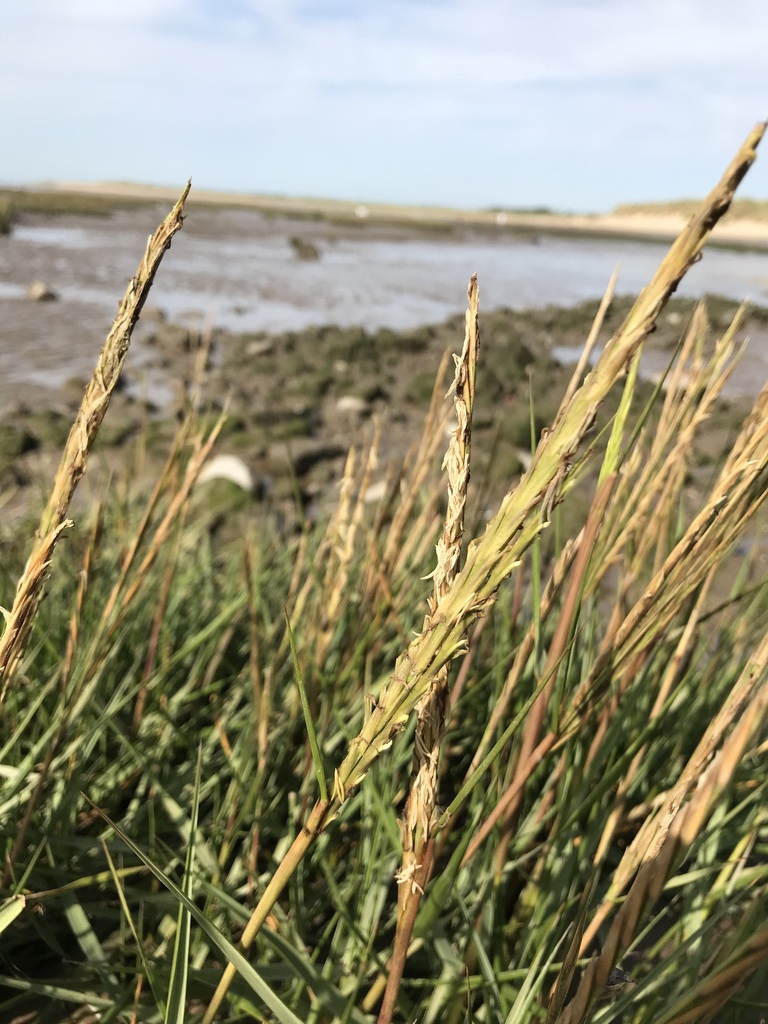 common cordgrass from Great Britain, Liverpool, England, GB on ...