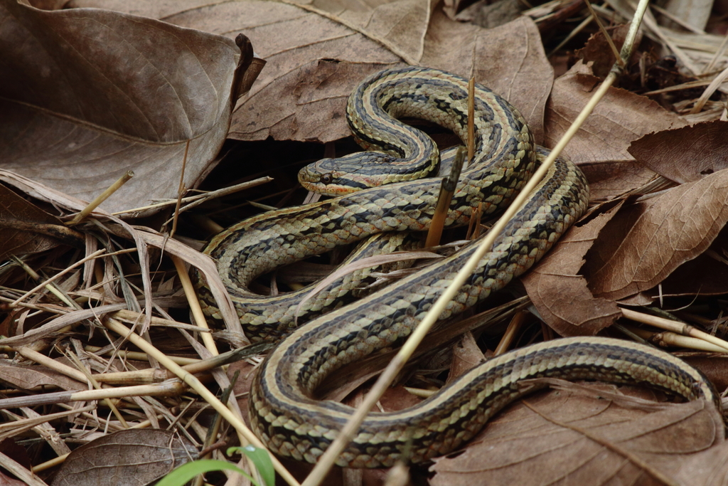 Frog-eating Rat Snake from Guangzhou University on February 24, 2015 at ...