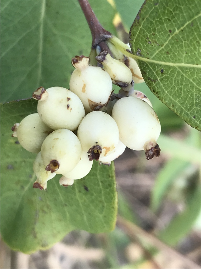 Western Snowberry (Symphoricarpos occidentalis) - Botanical Realm