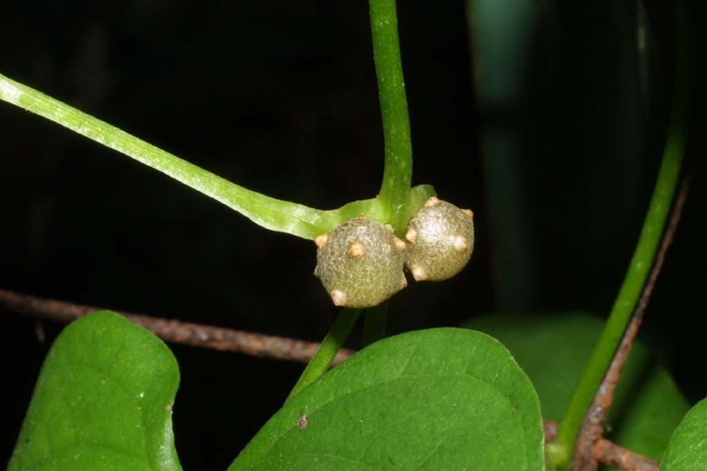 shan yao (Clay Hill Memorial Forest Plants- Feather Creek) · iNaturalist