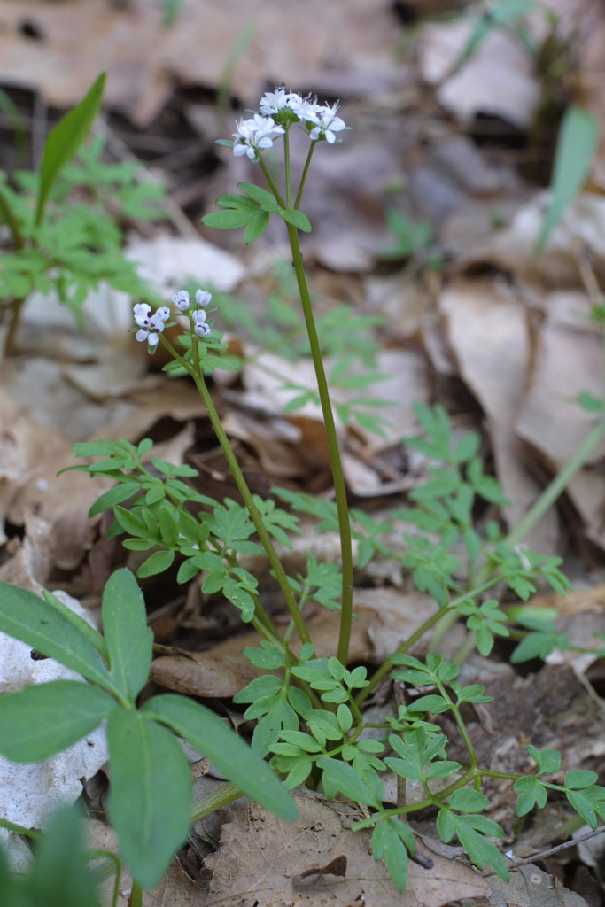 harbinger of spring (Clay Hill Memorial Forest Plants- Feather Creek ...