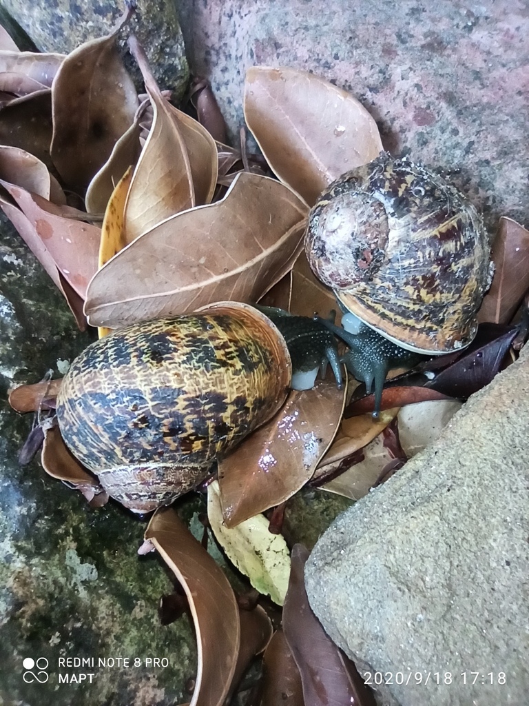 Garden Snail in September 2020 by mapt. Frequente. · iNaturalist