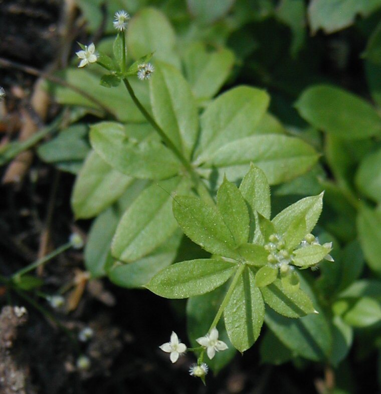fragrant bedstraw ((Most) Wildflowers of Sagehen Creek Basin, CA ...
