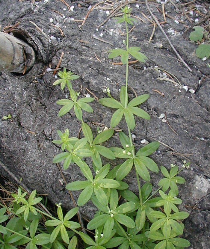 fragrant bedstraw ((Most) Wildflowers of Sagehen Creek Basin, CA ...