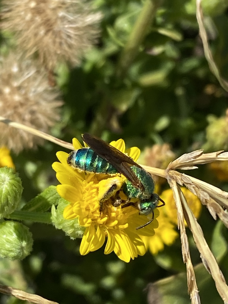 Brown-winged Striped Sweat Bee from Anastasia Island, St. Augustine ...
