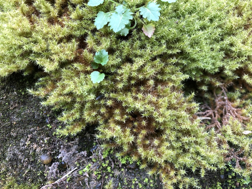Dull Starry Feather-moss (Campylium protensum) - Botanical Realm