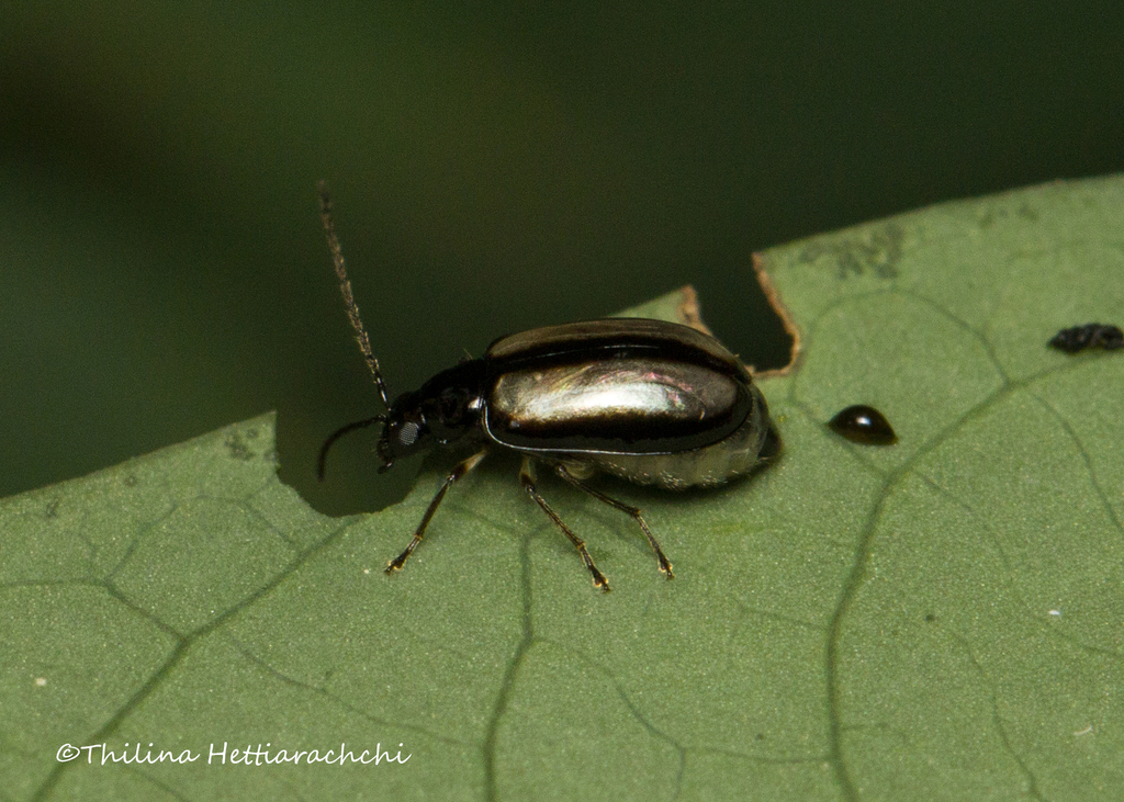 Luperodes alboplagiatus from Gannoruwa, Sri Lanka on September 16, 2020 ...