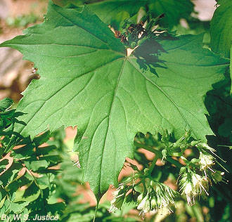 bluntleaf waterleaf (Clay Hill Memorial Forest Plants- Feather Creek ...