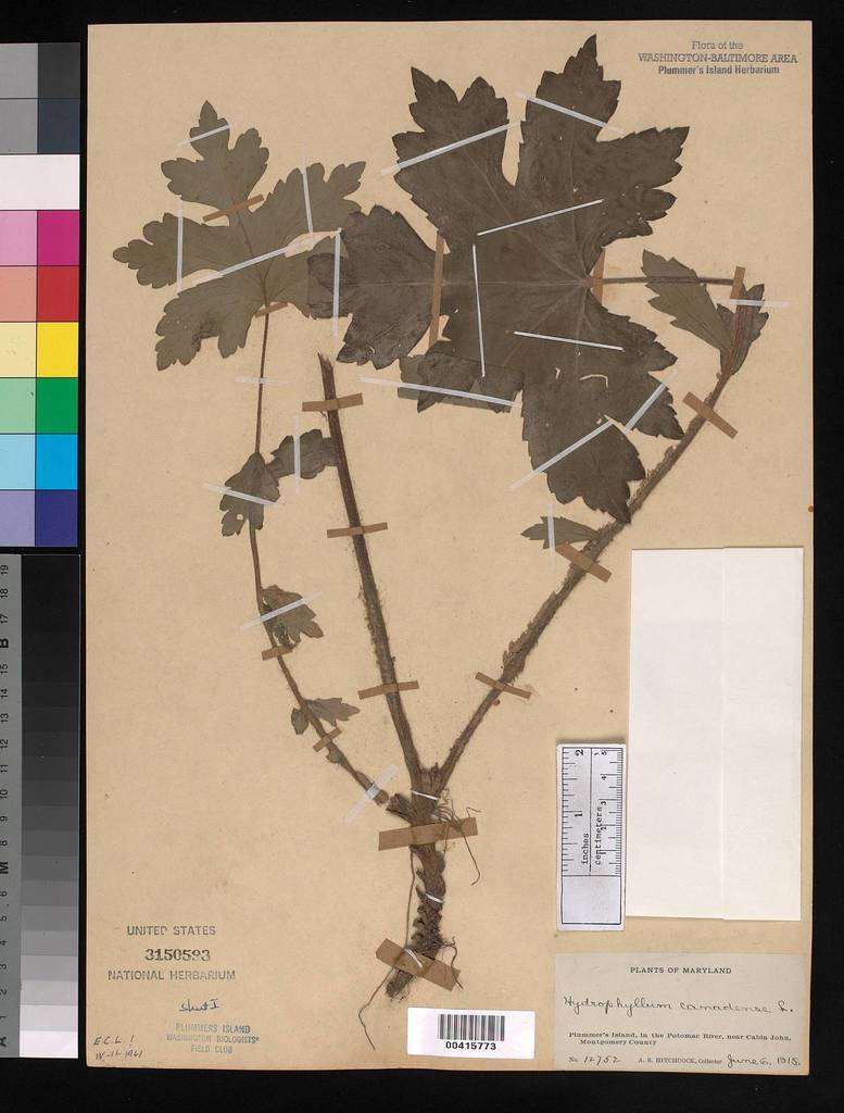 bluntleaf waterleaf (Clay Hill Memorial Forest Plants- Feather Creek ...