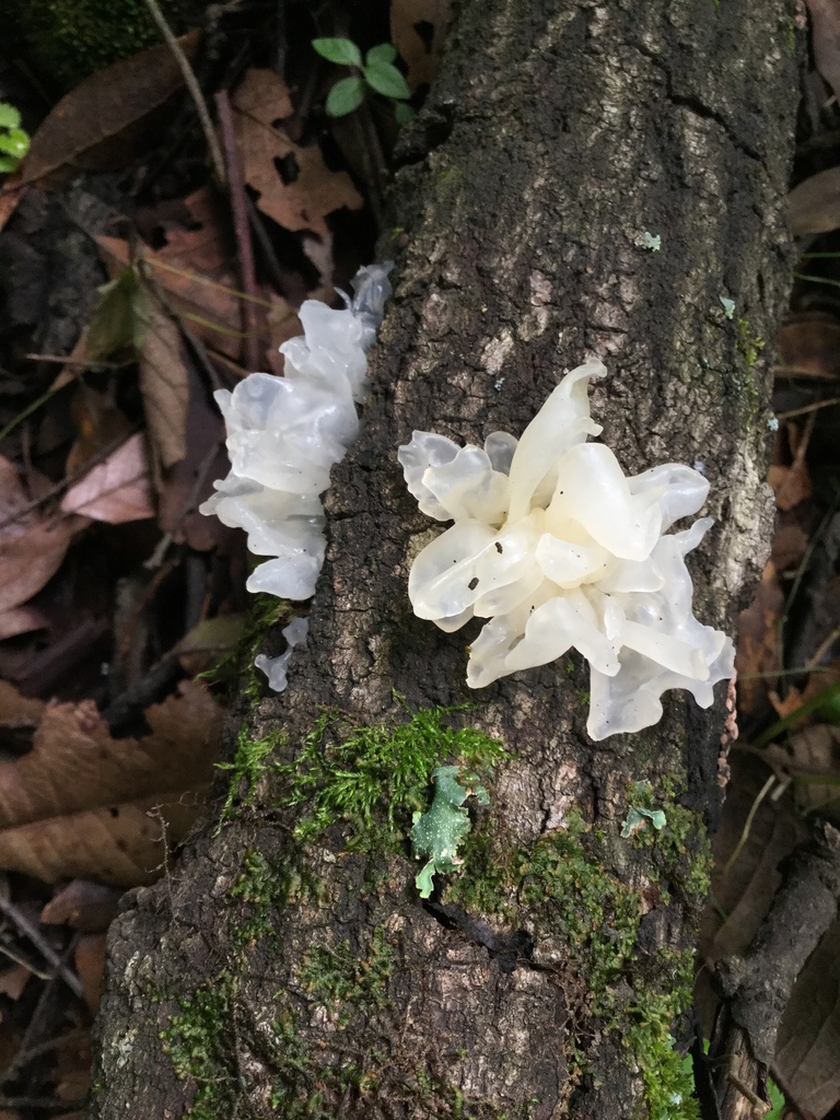 snow fungus from Col del Bosque, 62150 Cuernavaca, Mor., México on ...