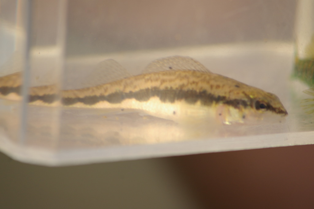 Blackside darter (SD Fish Passage Guide ) · iNaturalist