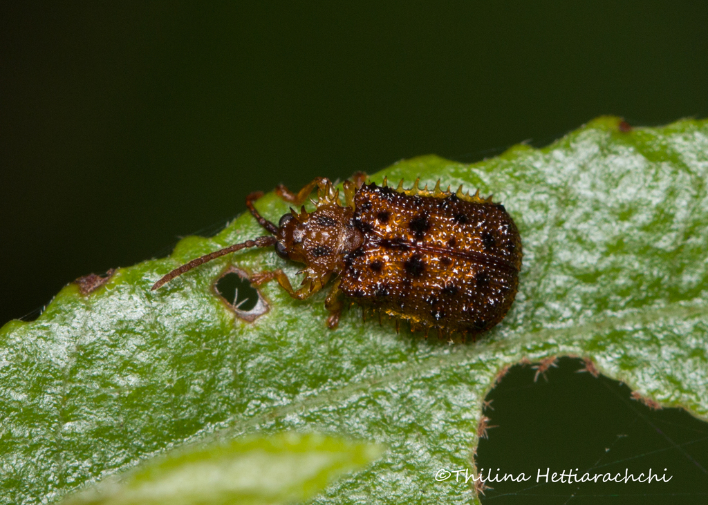Dactylispa from Kurunegala, Sri Lanka on August 2, 2020 at 05:29 PM by ...