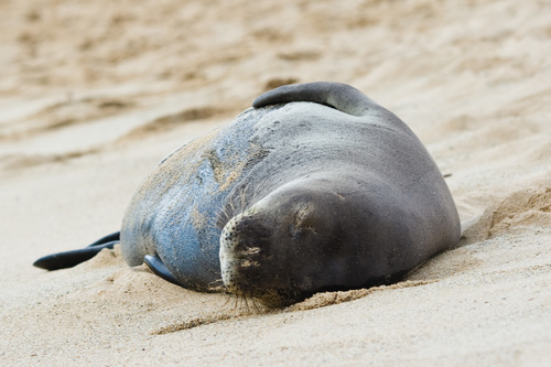 Foca monje de Hawai (Mamíferos marinos del mundo) · iNaturalist